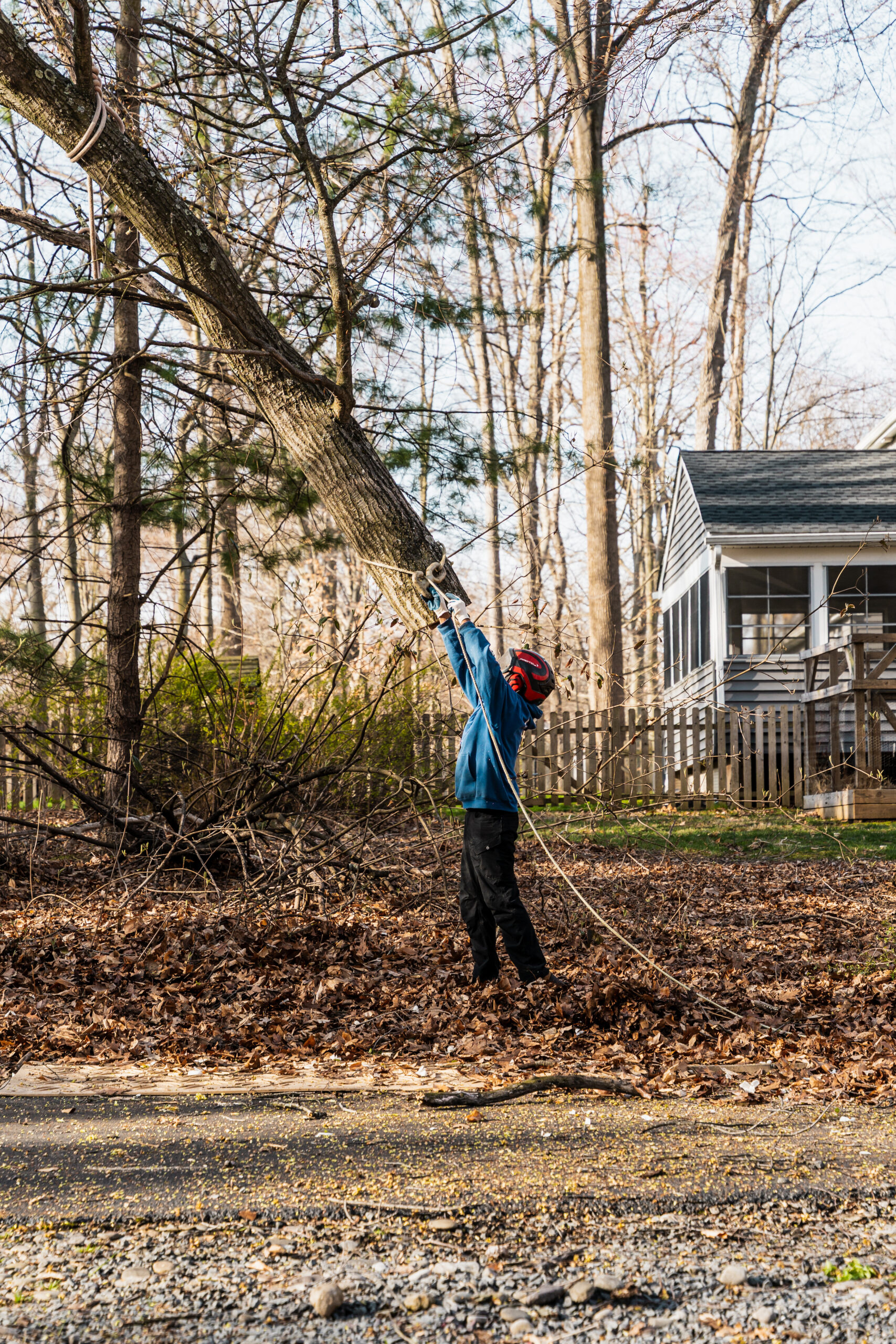 About Harlan - Tree Removal & Trimming in Chester County | Harlan Tree ...